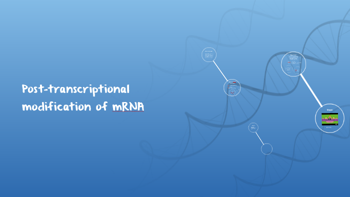 Post-transcriptional modification of mRNA by Maria Zhuravleva on Prezi