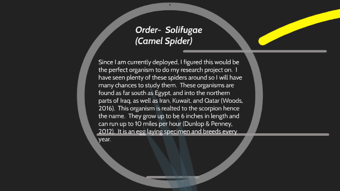 Camel Spiders- Kuwait by Jonathan Frazier on Prezi