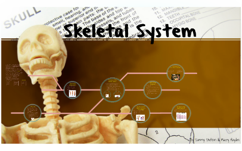 Skeletal System by Macey Hayden on Prezi