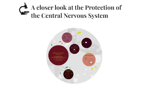 The Protection of the Central Nervous System by cynthia kruger