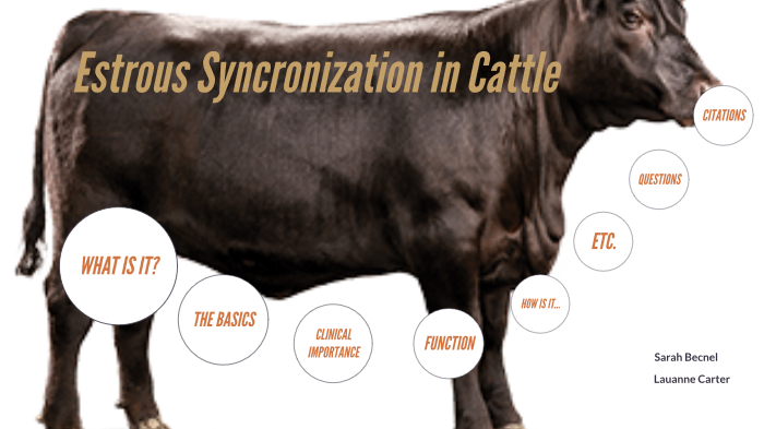 Estrous synchronization in cattle by Sarah Becnel on Prezi
