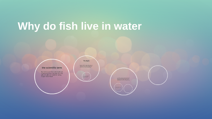 why do fish live in water by Jevontae carpenter on Prezi