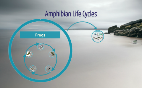 Amphibian Life Cycles by Steph Krynitsky on Prezi