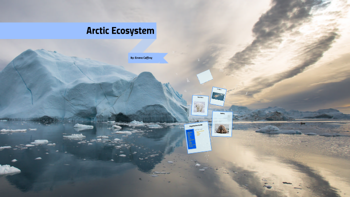 Arctic Ocean Ecosystem by Emma Caffrey on Prezi