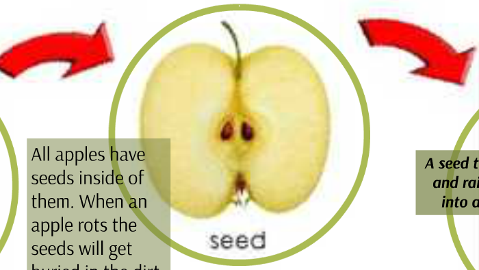 Life Cycle of an Apple Tree by Jill V on Prezi