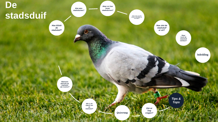 De stadsduif by Pleun van Stee on Prezi