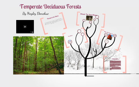 Temperate Deciduous Forest Project by hayley donahue on Prezi