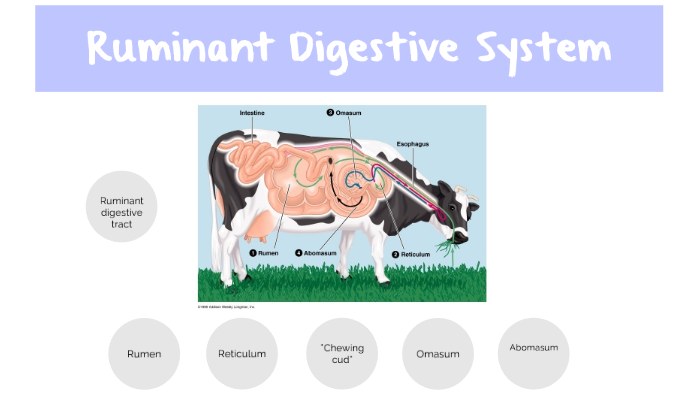 Ruminant Digestive System by Lexi Nieves on Prezi