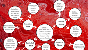 Tissue Concept Map by faye sangalang on Prezi Design