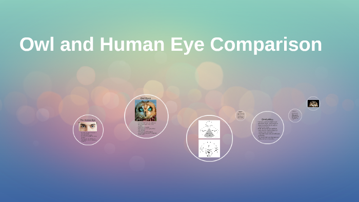 Owl and Human Eye Comparison by Caree Bray on Prezi