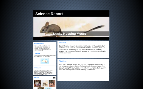 Dusky Hopping Mouse by Jazz Kat on Prezi