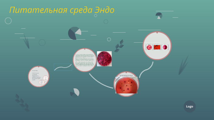 Питательная среда Эндо by Tasanbieva Aigerim on Prezi