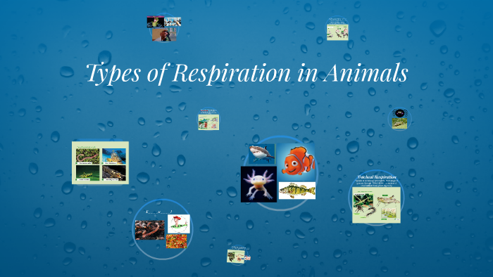 Types of Respiration in Animals by Leslie Simon on Prezi
