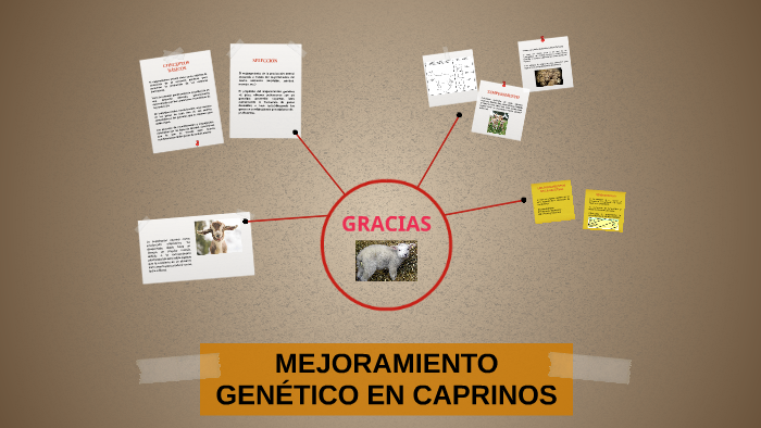 MEJORAMIENTO GENÉTICO EN CAPRINOS by mayerli cuervo on Prezi MEJORAMIENTO GENÉTICO EN CAPRINOS by mayerli cuervo on Prezi