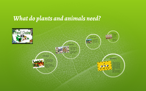 What do plants and animals need? by Mey-Lin Mau