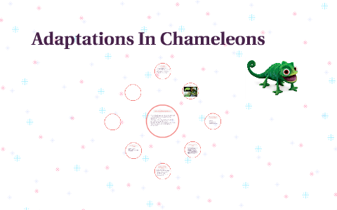 Adaptations In Chameleons by Hunter Kington