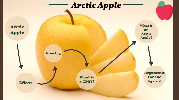 GMO Arctic Apple Project by Joseph Knepper on Prezi