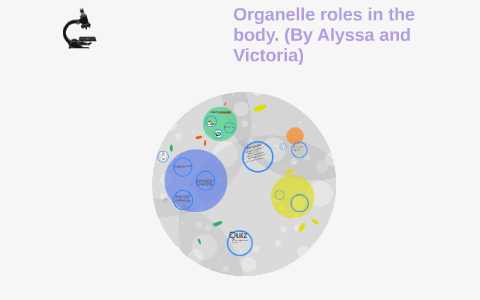 Organelle roles in the body. by Victoria Adair on Prezi