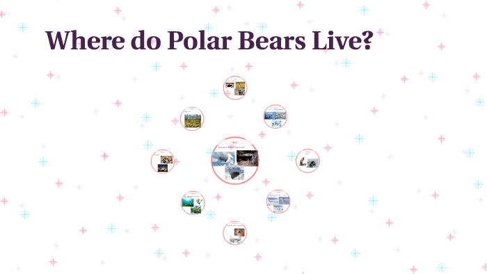Where do polar bears live? vocab by nicki nelsen on Prezi