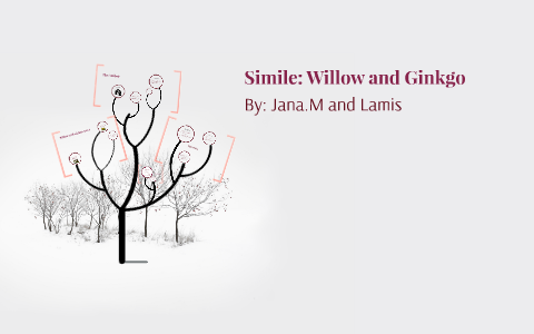 Simile: Willow and Ginkgo by Lamis Fahd on Prezi