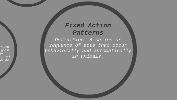 Fixed Action Patterns by Jacob Muskovitz on Prezi