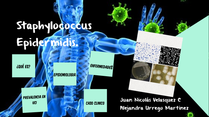 Staphylococcus Epidermidis by Juan Nicolas Velasquez Caseres on Prezi