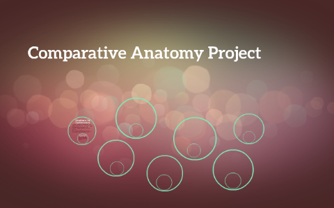 Comparative Anatomy Project by Meaghan Kirsten on Prezi