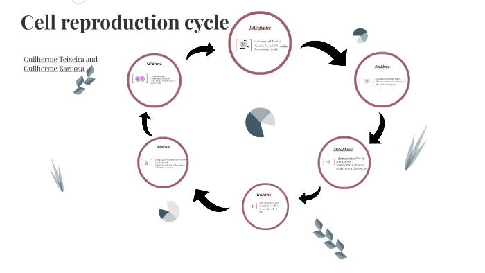 Cell reproduction cycle by Guilherme Teixeira