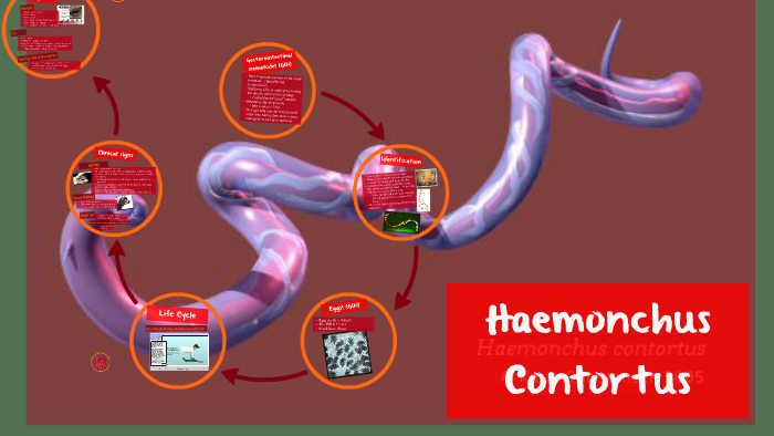 Haemonchus by Eric Fold on Prezi