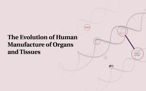 The Evolution of Human Manufacture of Organs and Tissues by Chloe Mansell