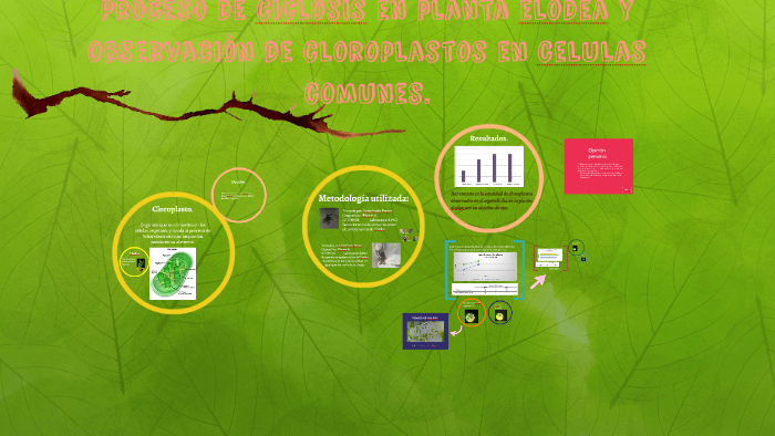Proceso de ciclosis en planta elodea y observación de clorop by Paola ...