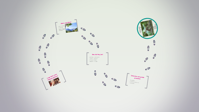 Large Sloth Lemur by Angelina Brouwers on Prezi