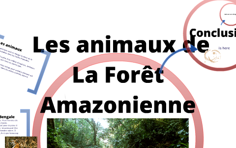Les animaux de la Forêt Amazonienne by Rucha Shukla on Prezi