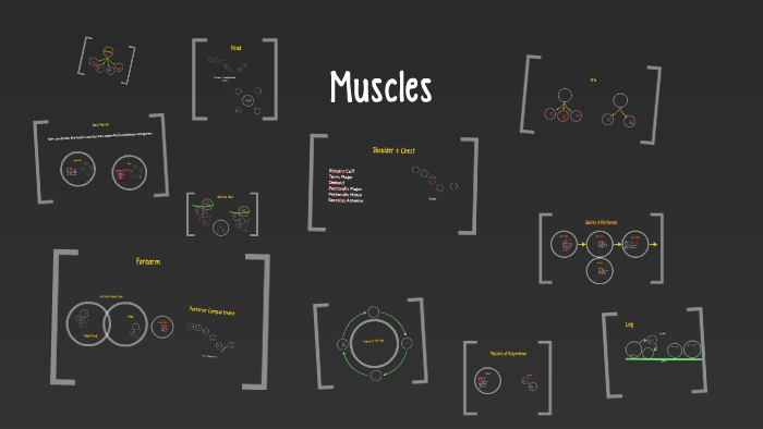 Muscles by Jennifer Hash on Prezi