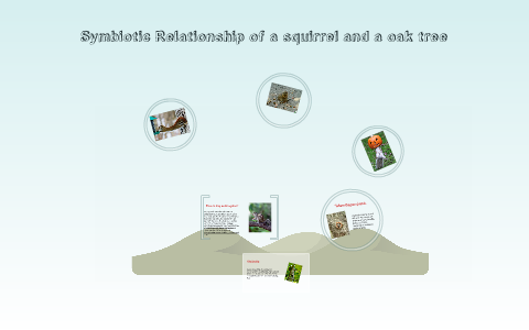 Symbiotic Relationship of a squirel and a oak tree by Cara Mckinstry on ...