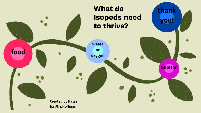 what do isopods need to thrive? by Halee Davis on Prezi