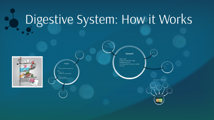 Digestive System: How it Works by Tyler Rees on Prezi