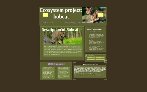 Ecosystem project bobcat by bella cutler on Prezi