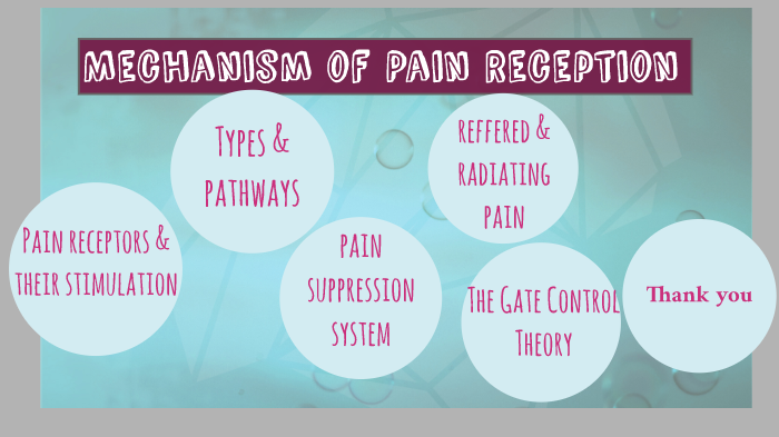 PAIN RECEPTION by areej zaka on Prezi