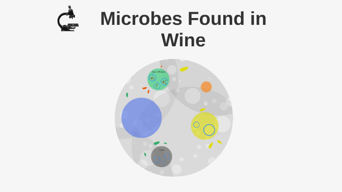 Microbes Found in Wine by Vince Hewett on Prezi