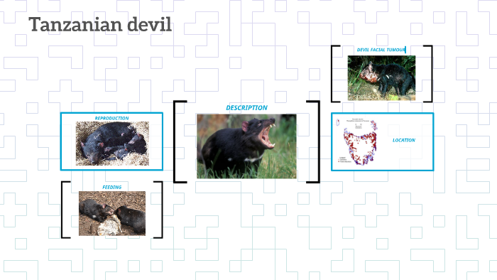 Tanzanian devil by Lucia Millan on Prezi