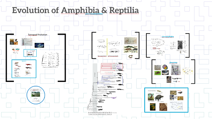 Evolution of Amphibian and Reptilia by Jennifer Dever on Prezi