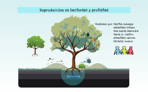 reproduccion en protista by sebastian urbano dominguez on Prezi