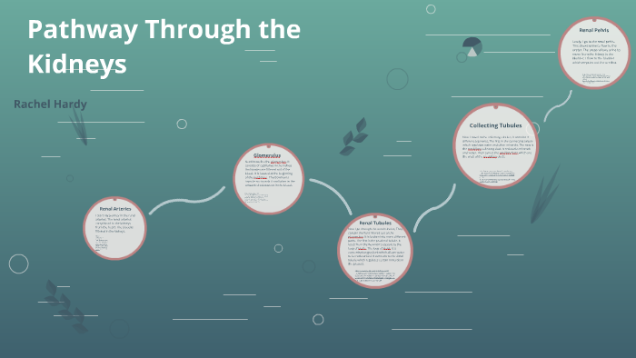 Pathway Through the Kidneys by Rachel Hardy on Prezi