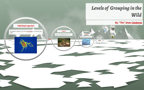 By: "The" Jesse Calabrese by Jesse Calabrese on Prezi