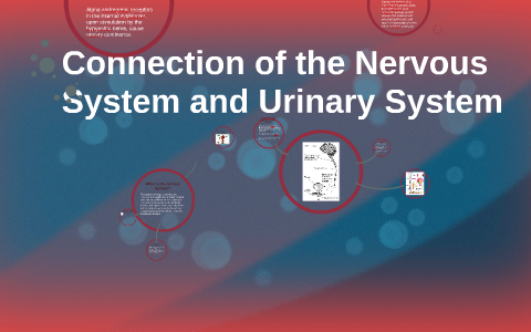 Connection of the Nervous System and Urinary System by Madalynn Gault ...