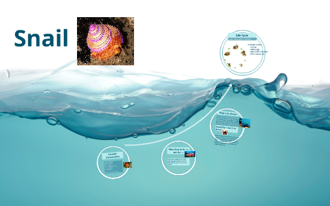 Snail by shannon barbin on Prezi