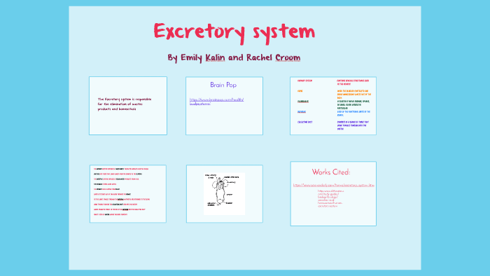 Excretory by Emily Kalin on Prezi