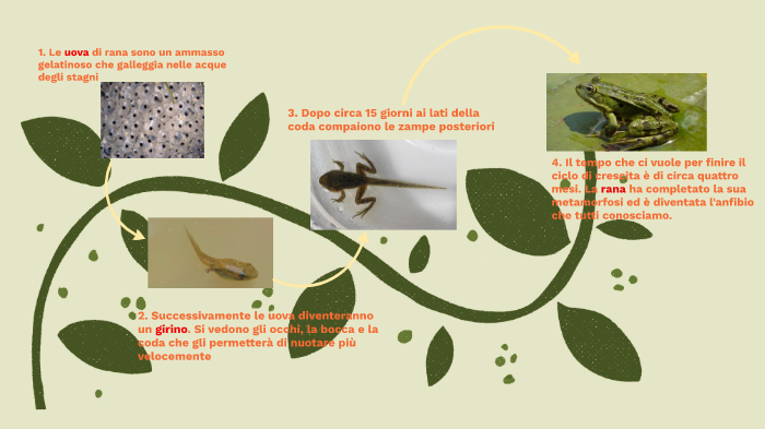 EVOLUZIONE RANA by Sottogruppo 1c Tecnologie didattiche on Prezi