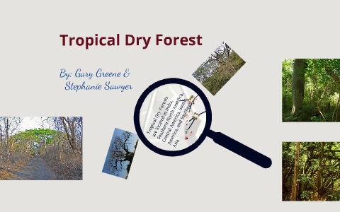 Biome of a Tropical Dry Forest by Gary Greene on Prezi